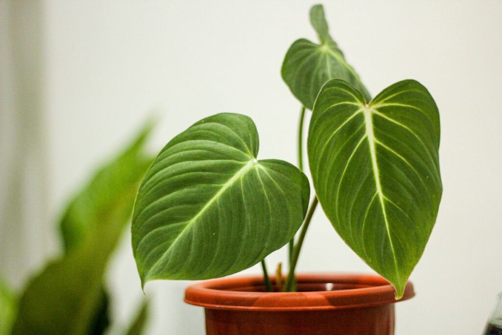 Philodendron Gloriosum (Growing, Propagating, and Caring Guide)