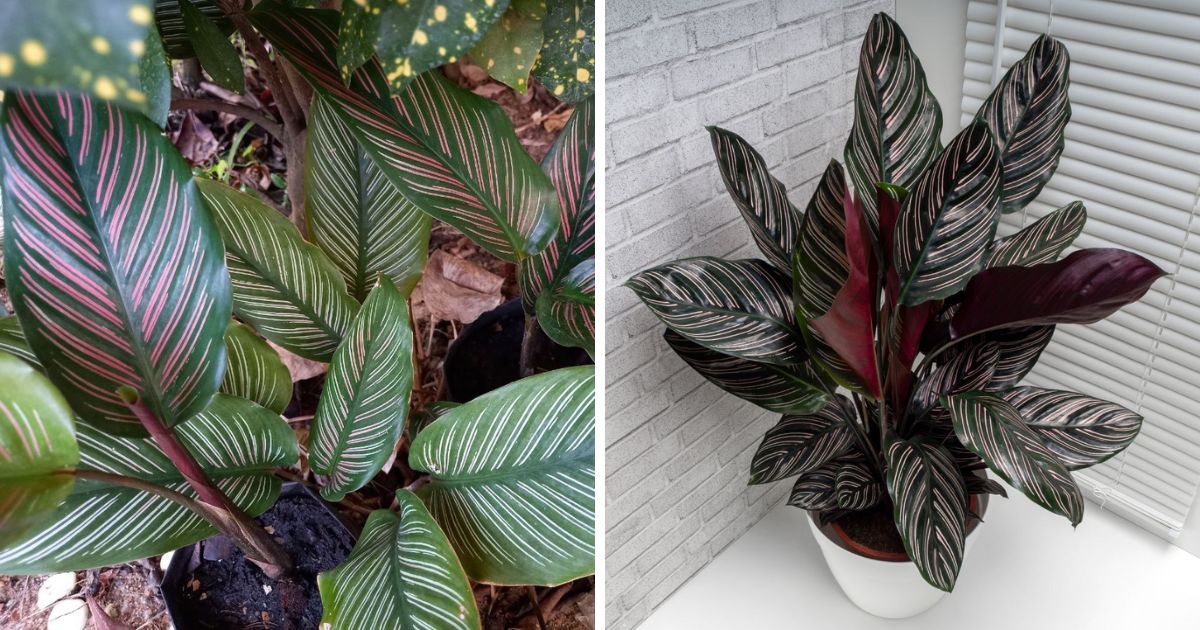 Pink Pinstripe Calathea Ornata Growing Guide