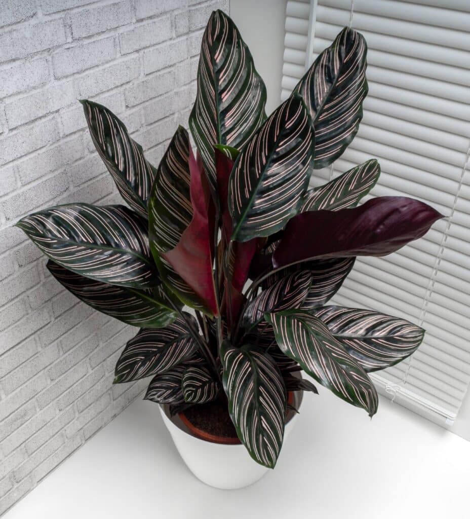 Pink Pinstripe Calathea Ornata Growing Guide