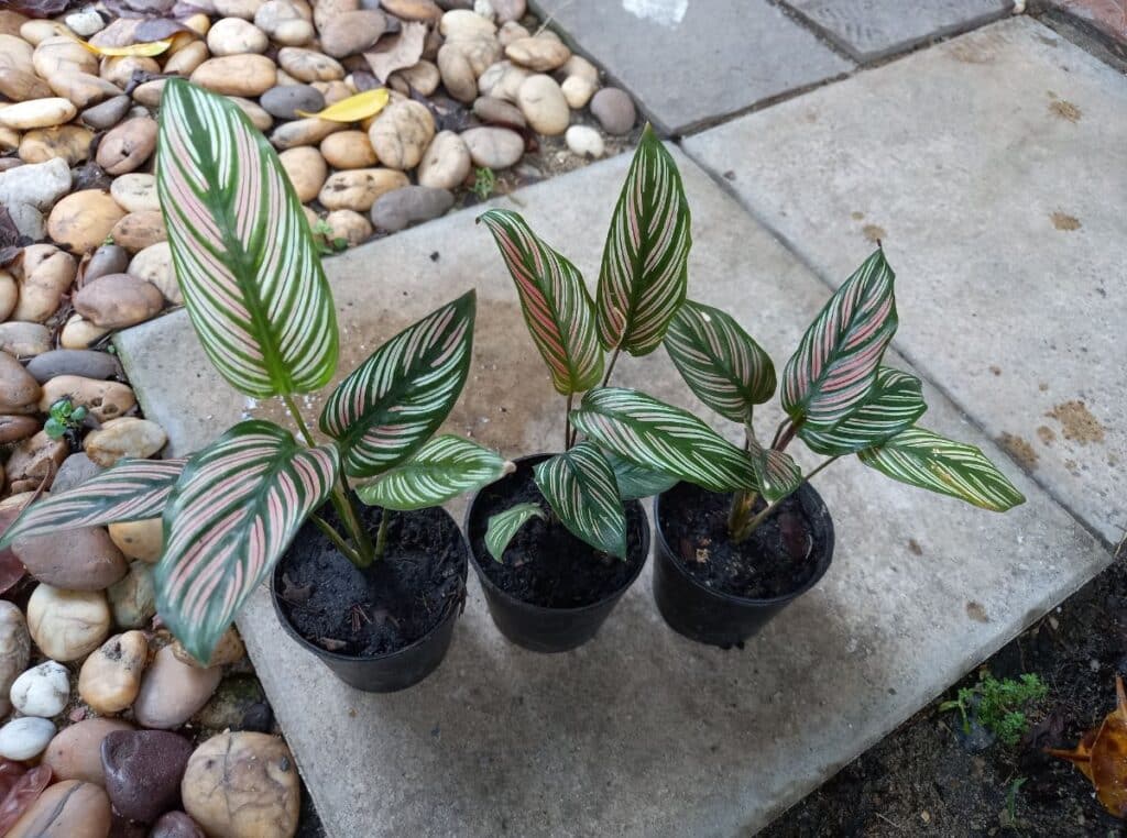 Pink Pinstripe Calathea Ornata Growing Guide