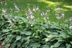 Purple Hostas Growing Guide + Where to Buy