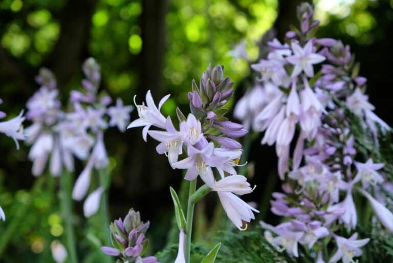 Purple Hostas Growing Guide + Where to Buy