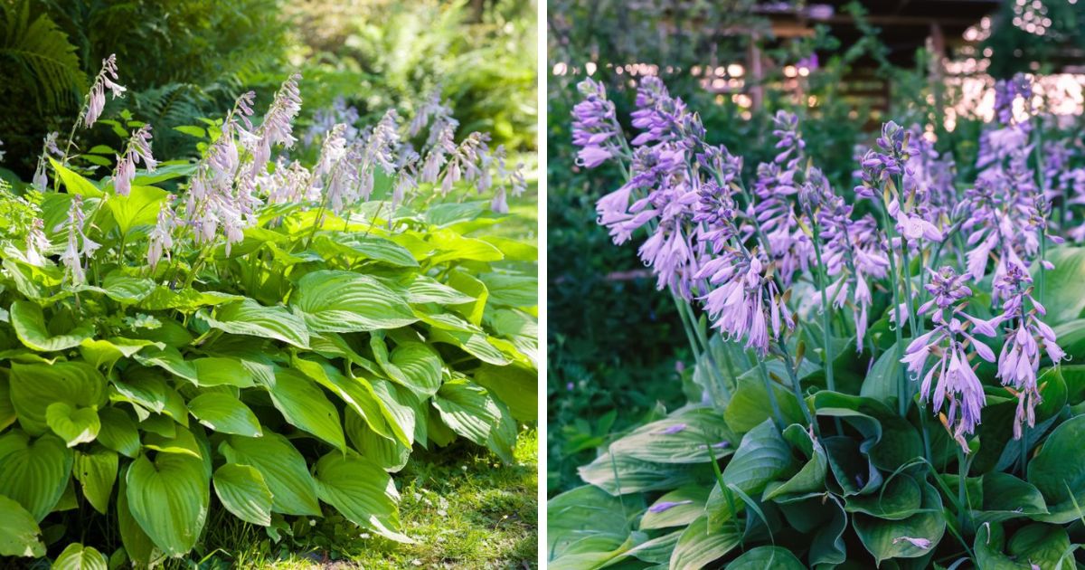 Purple Hostas Growing Guide + Where to Buy