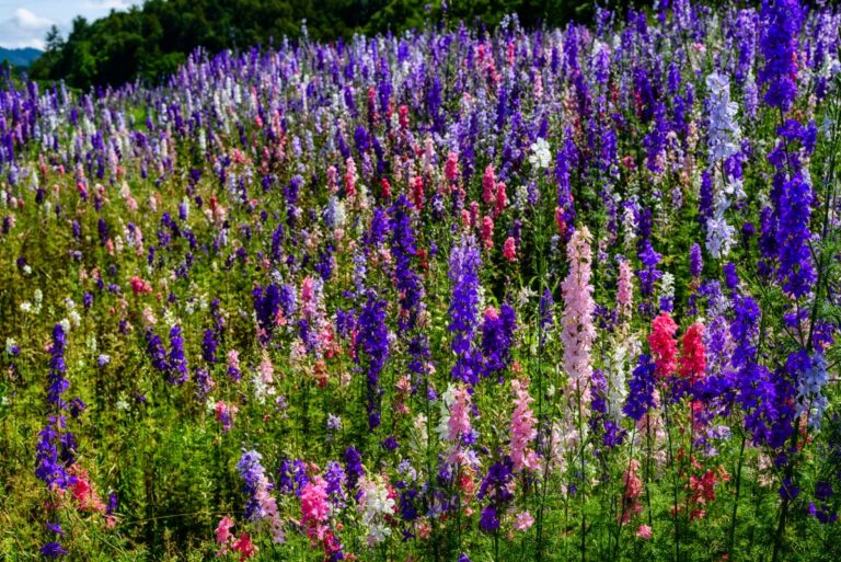 Rocket Larkspur Growing Guide + Where to Buy