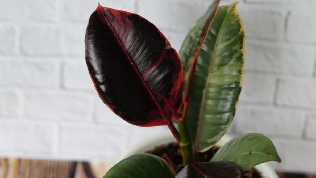 Ruby Rubber Tree Plant Ficus Growing Guide