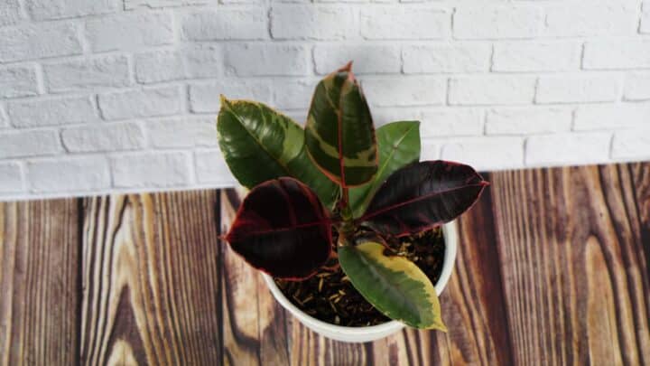 Ruby Rubber Tree Plant Ficus Growing Guide