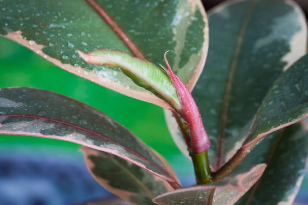 Ruby Rubber Tree Plant Ficus Growing Guide