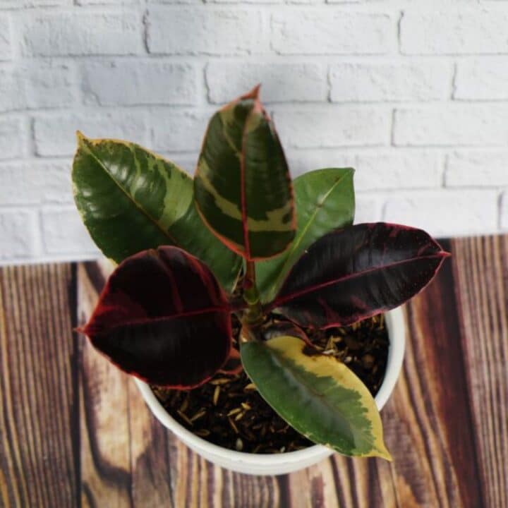 How To Save a Dying Rubber Tree Plant (Ficus Elastica Care)