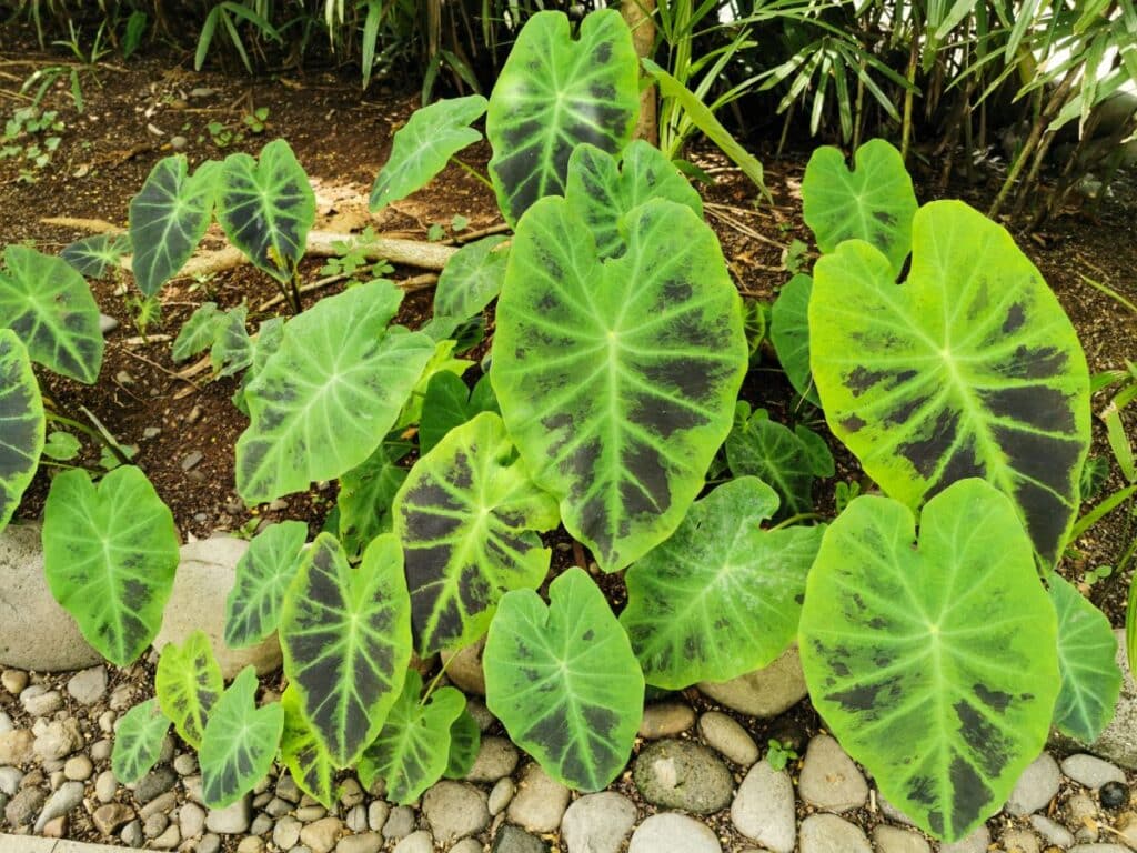 30 Popular Plants with Big Leaves (With Names and Photos)