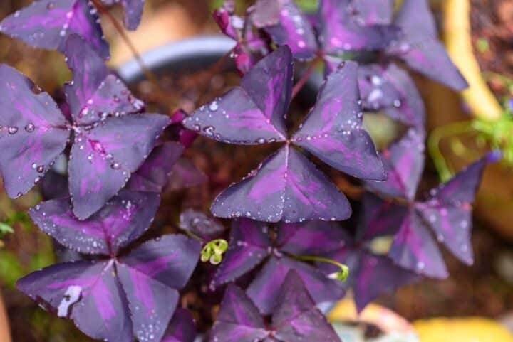 20 Most Popular Plants With Purple Leaves