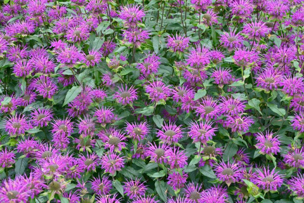 20 Flowers That Attract Hummingbirds
