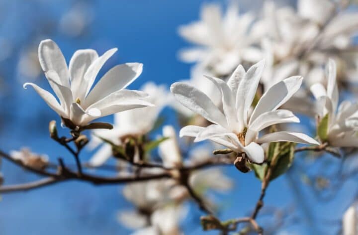 Top 18 White Magnolia Varieties