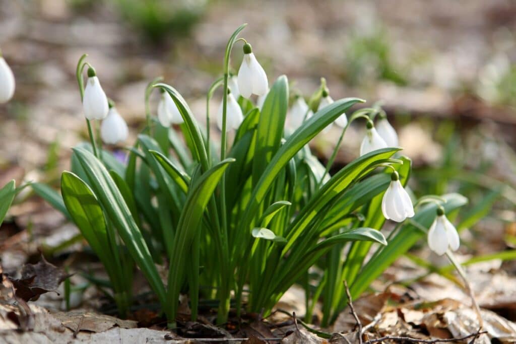 20 Beautiful Flowers That Bloom in Winter
