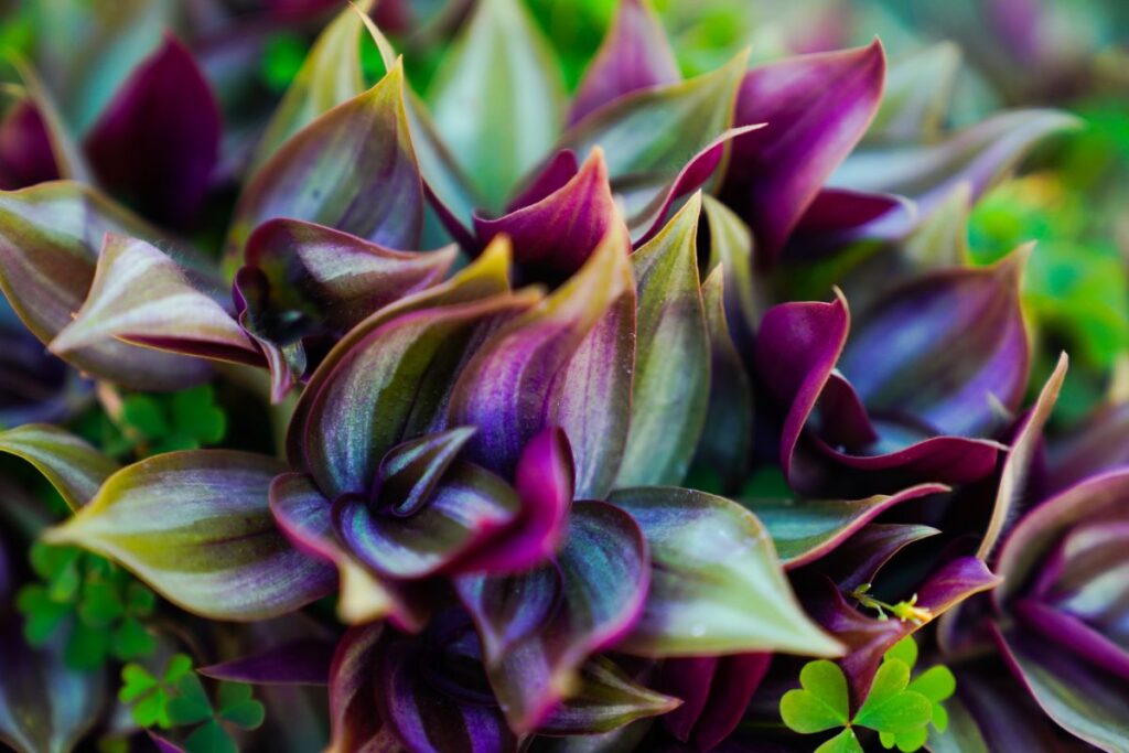 20 Most Popular Plants With Purple Leaves