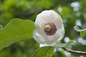 Top 18 White Magnolia Varieties