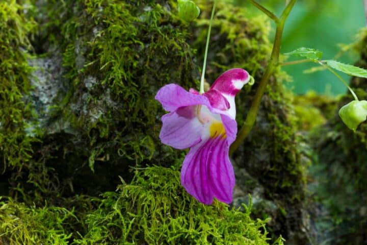 18 Flowers That Look Like Birds (Names And Photos)