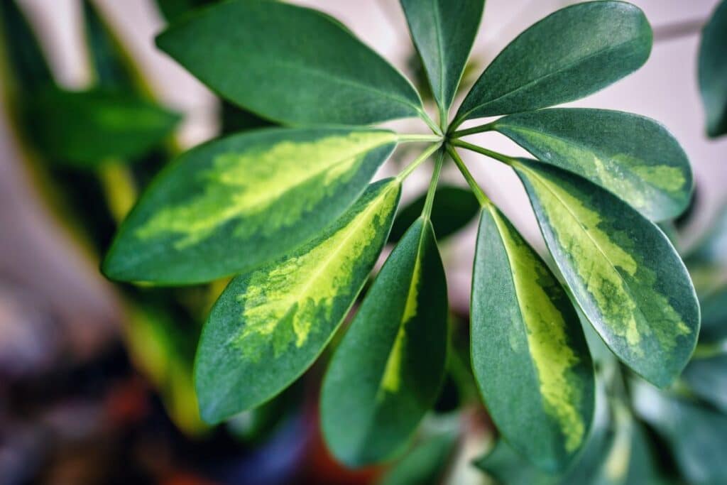 25 Best Low-Maintenance Indoor Plants