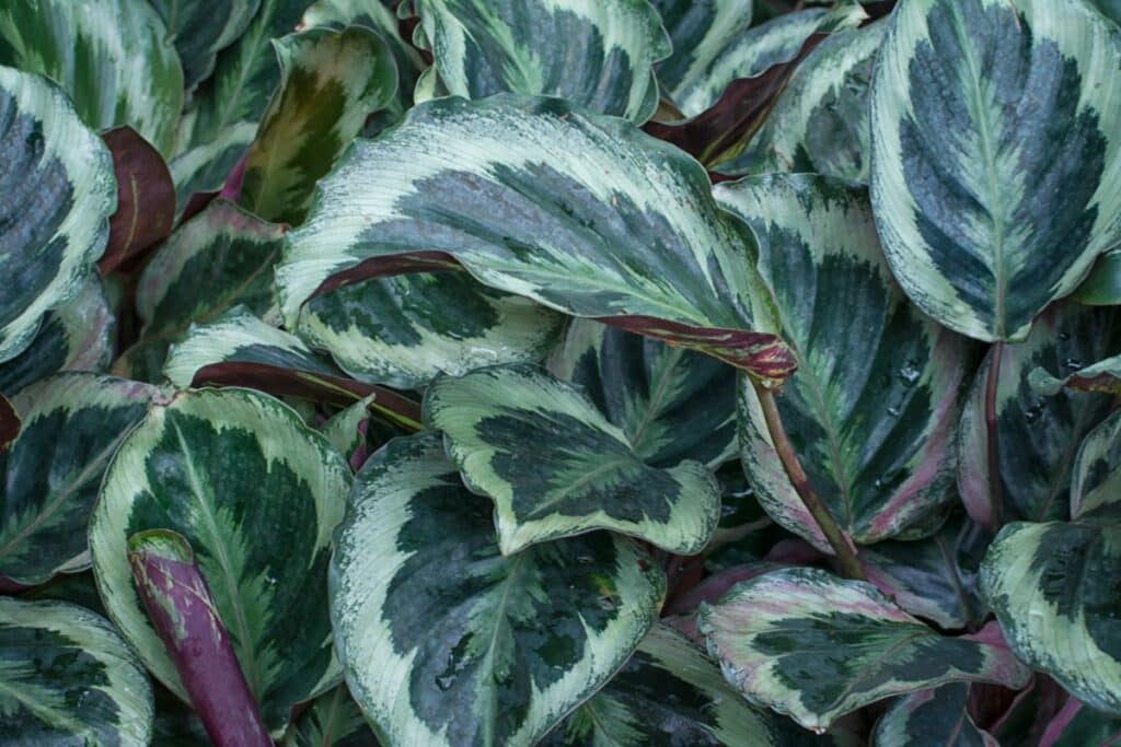 25 Best Low-Maintenance Indoor Plants