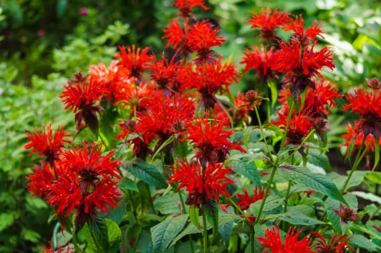 30 Most Popular Plants and Their Meanings