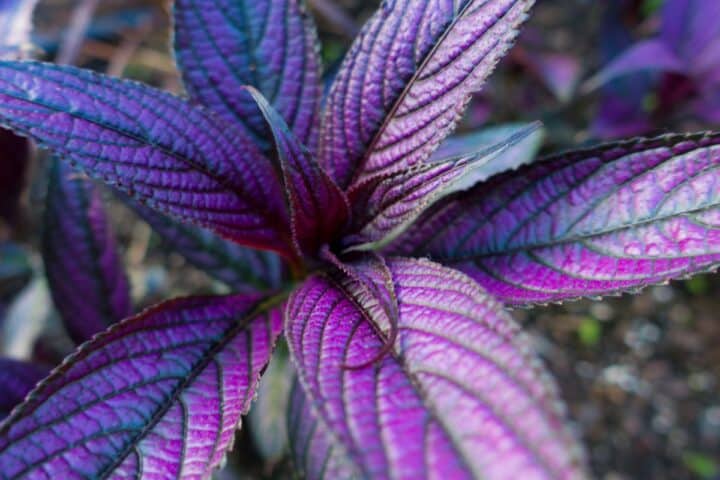 20 Most Popular Plants With Purple Leaves