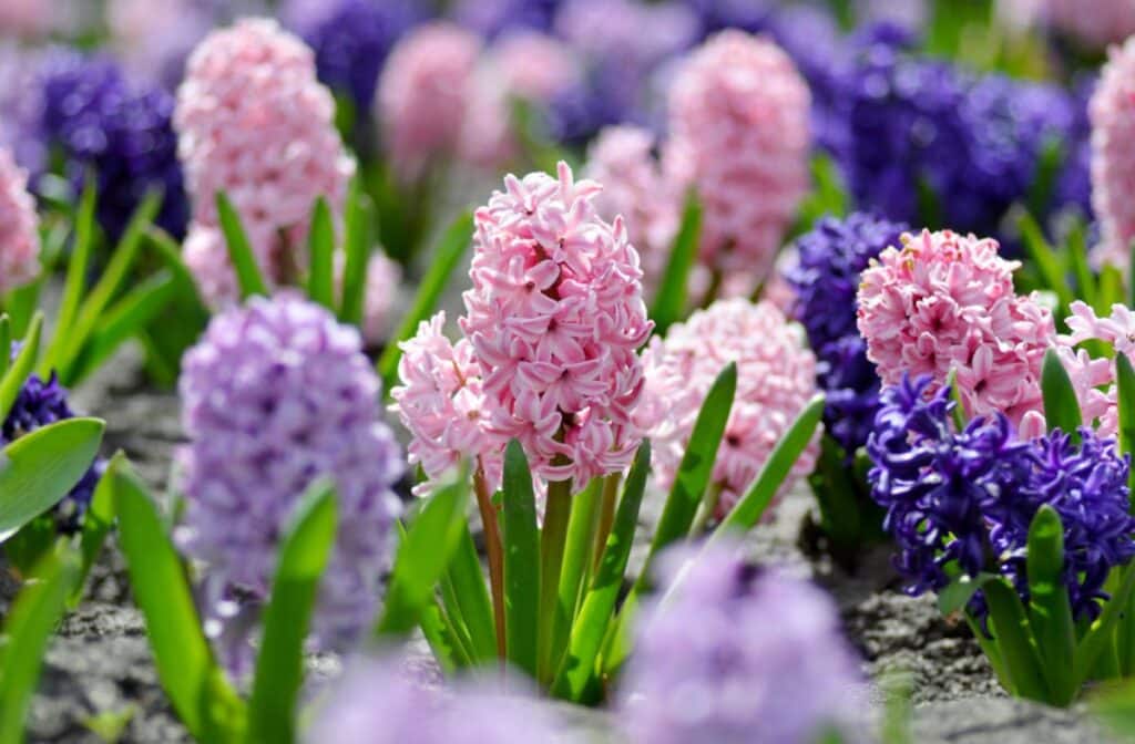 Top 20 Flowers That Bloom In Spring