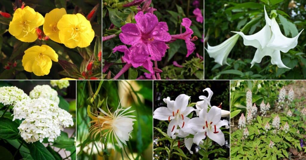 25 Flowers That Bloom At Night (With Names And Photos)