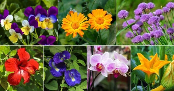 25 Flowers You Can Eat (With Recipe Ideas)