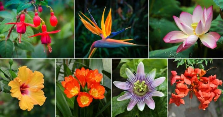 25 Tropical Flowers That Do Well Almost Everywhere