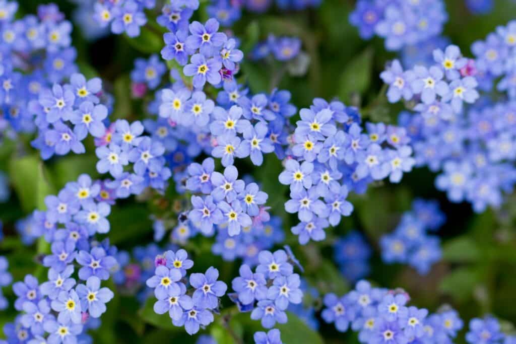 Top 20 Flowers That Bloom In Spring