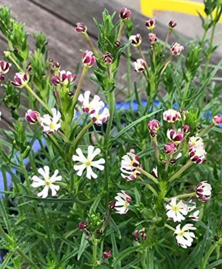 25 Flowers That Bloom At Night (With Names And Photos)