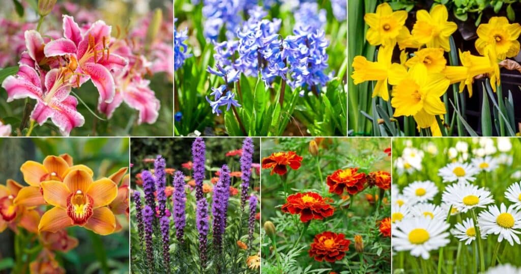 30 Most Popular Plants and Their Meanings