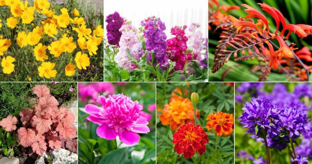 30 Perennial And Annual Cut Flowers (Names And Photos)