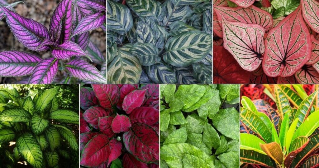 30 Popular Plants with Big Leaves (With Names and Photos)