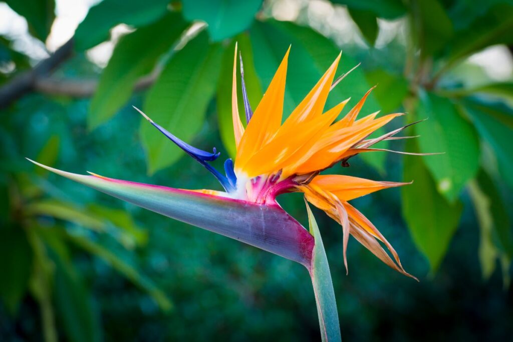 18 Flowers That Look Like Birds (Names And Photos)