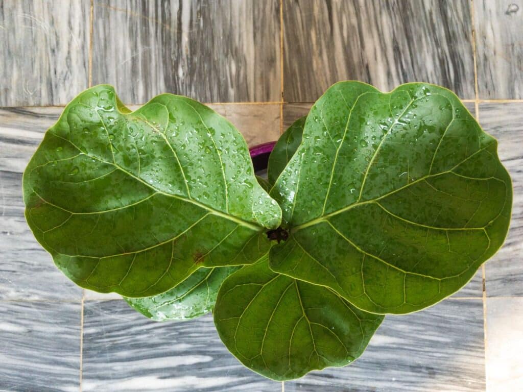 30 Popular Plants with Big Leaves (With Names and Photos)