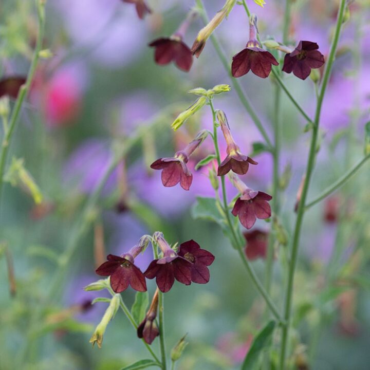 20 Rare Brown Flowers That Are Unique And Beautiful