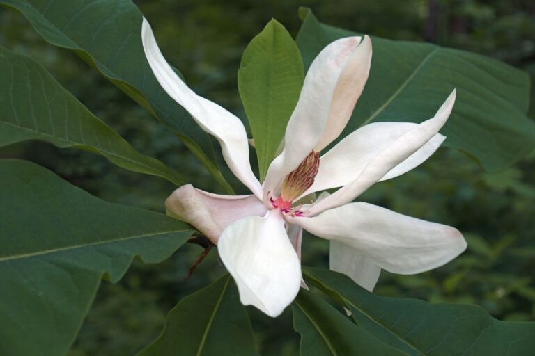 Top 18 White Magnolia Varieties
