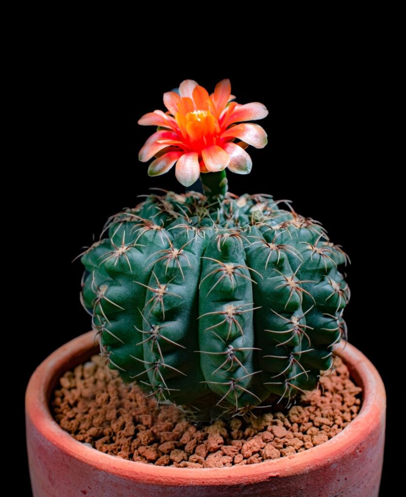 20 Beautiful Cactuses With The Biggest Flowers