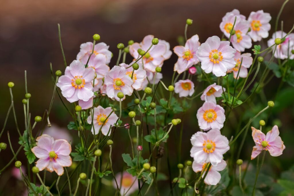 30 Perennial And Annual Cut Flowers (Names And Photos)