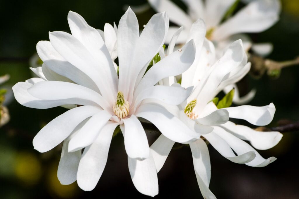 Top 18 White Magnolia Varieties