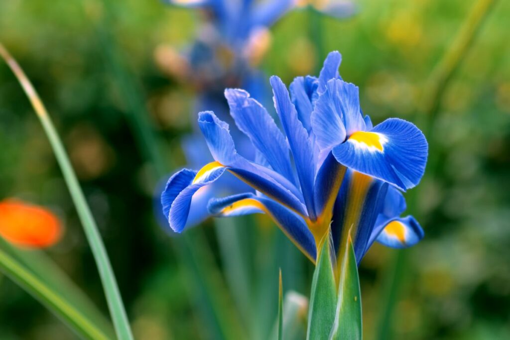 Top 20 Flowers That Bloom In Spring