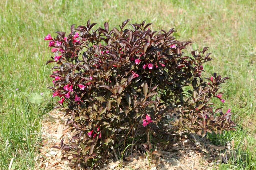 20 Most Popular Plants With Purple Leaves