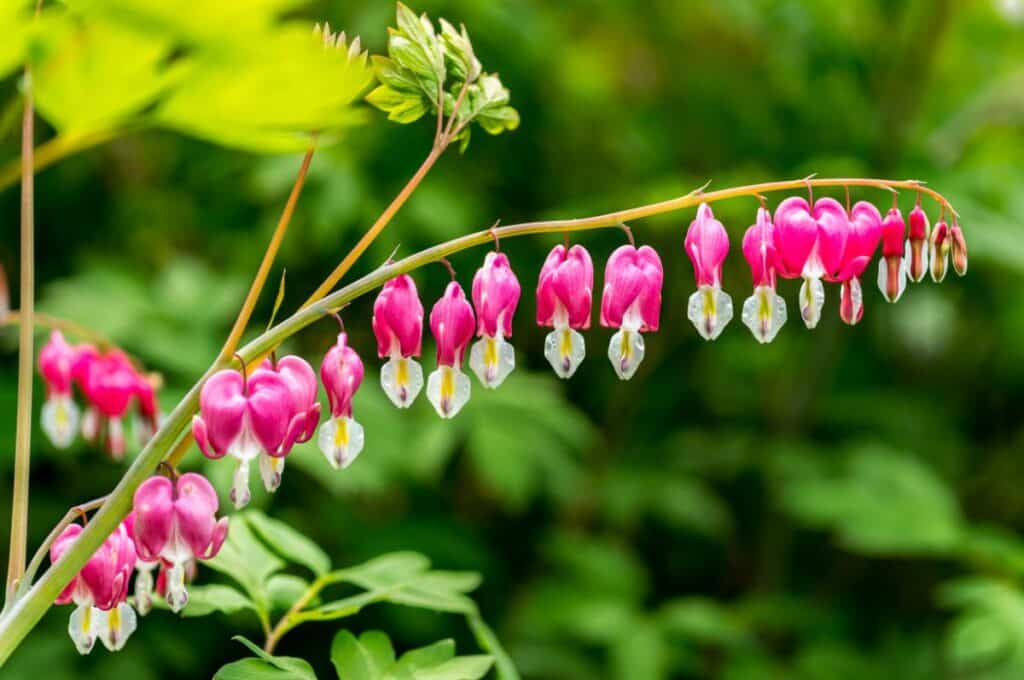 20 Flowers That Attract Hummingbirds