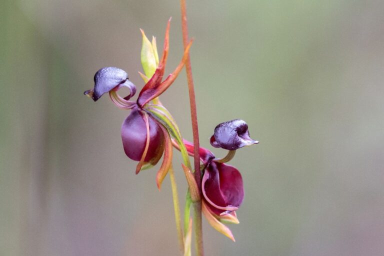 18 Flowers That Look Like Birds (Names And Photos)