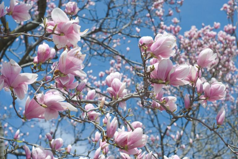 25 Flowers You Can Eat (With Recipe Ideas)