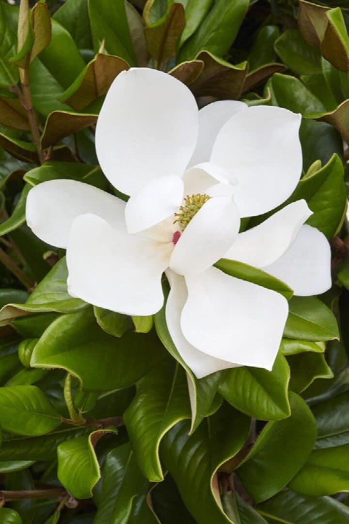 Top 18 White Magnolia Varieties
