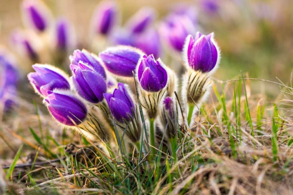 Top 20 Flowers That Bloom In Spring