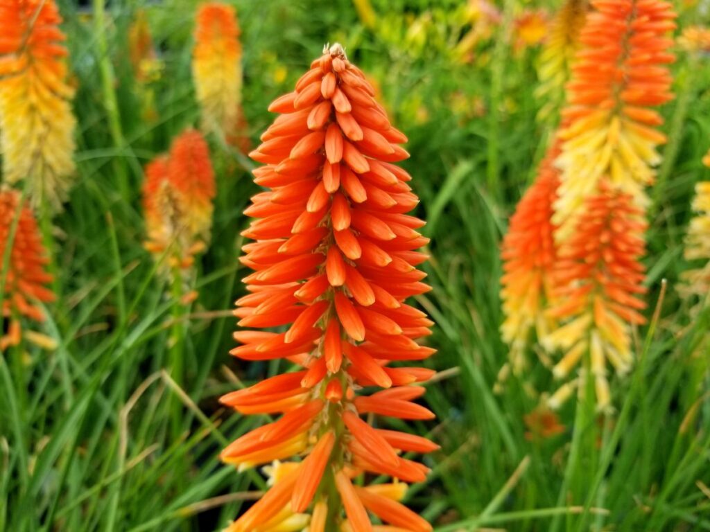 20 Perennial Flowers That Bloom From Spring To Fall (With Amazon Links)