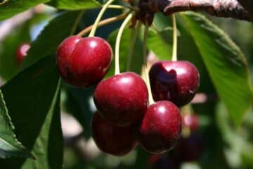 Rainier Cherries Growing Guide (Everything to Know)