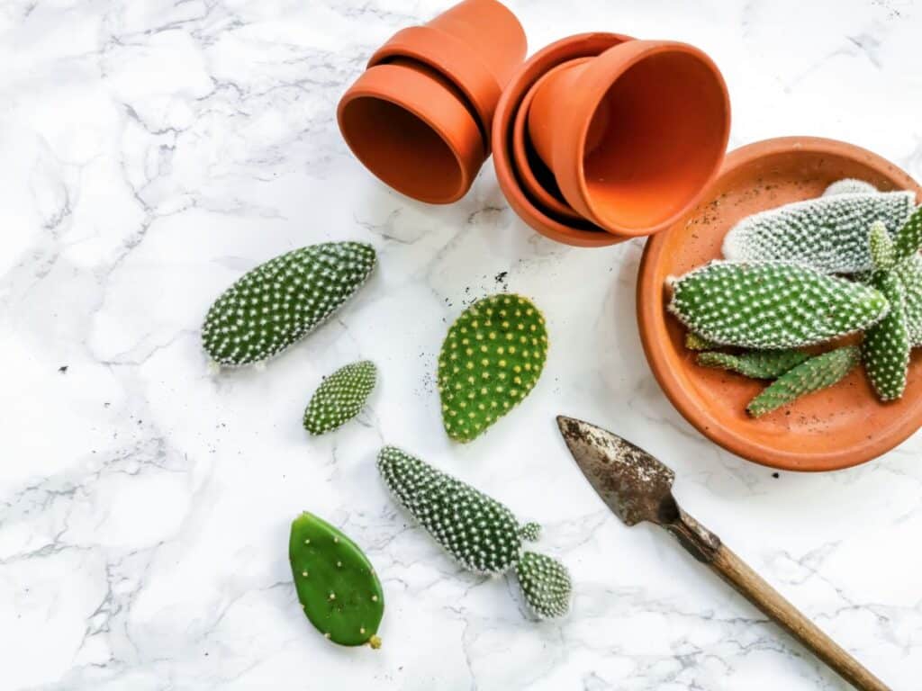 How to Propagate Cactus